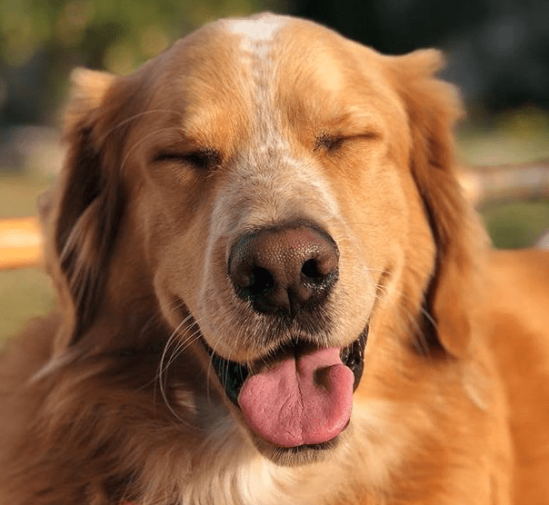 Available Dogs – i Heart Animal Rescue