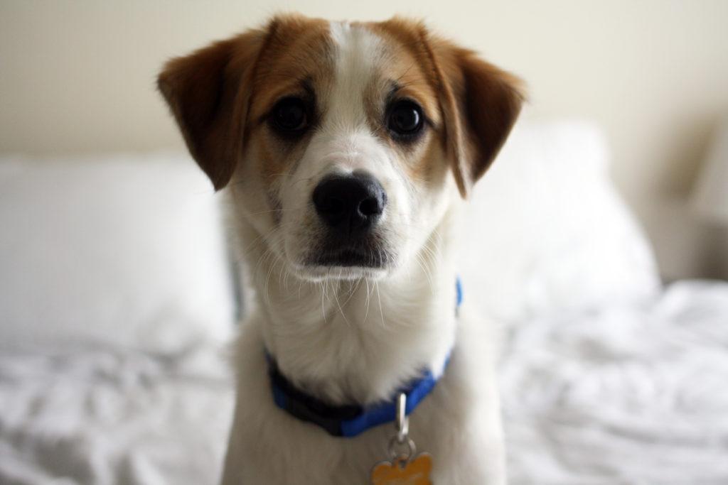 Contact – i Heart Animal Rescue