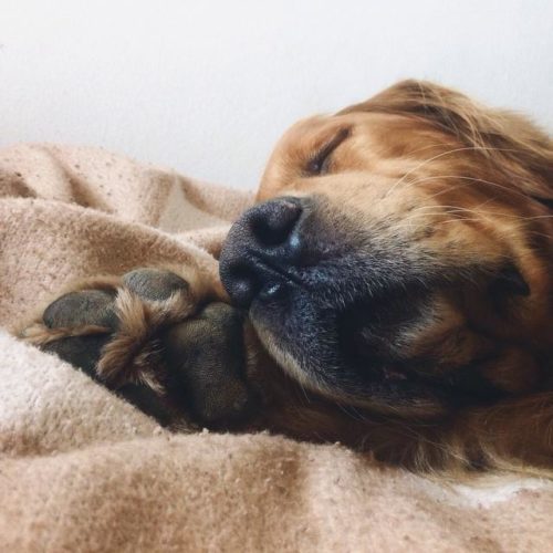 Consider Fostering – iHeart Animal Rescue