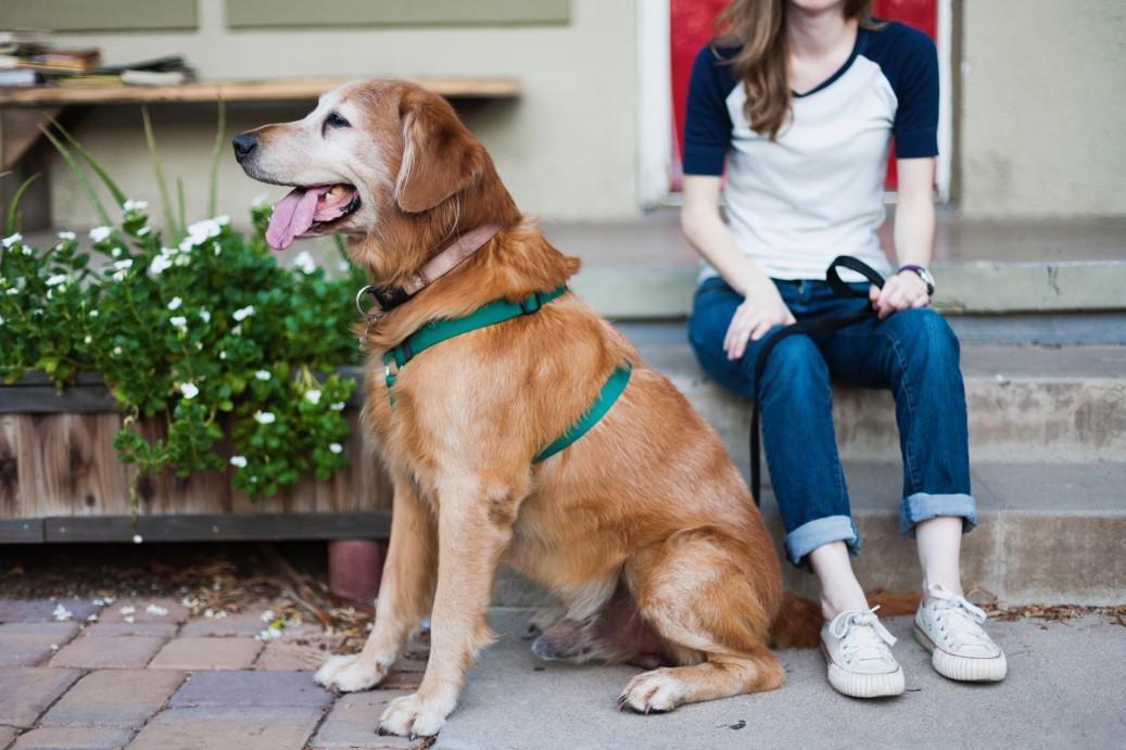 i Heart Animal Rescue – Saving South Florida & Beyond!