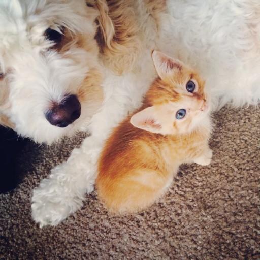 So You Want To Adopt? – i Heart Animal Rescue