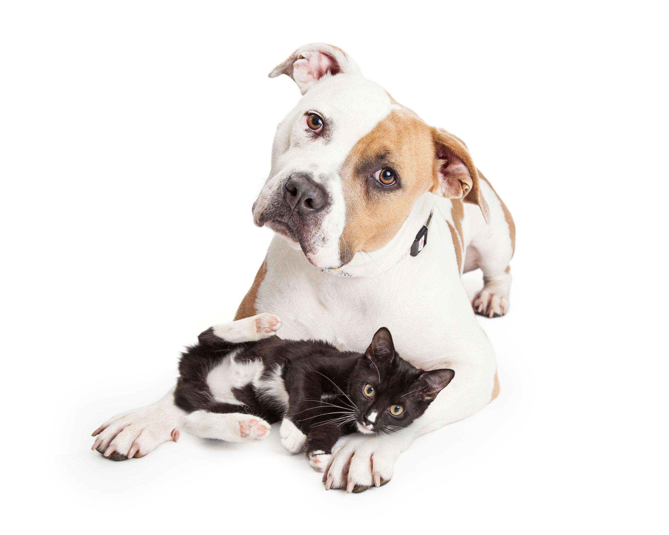 Surrender Your Pet – i Heart Animal Rescue