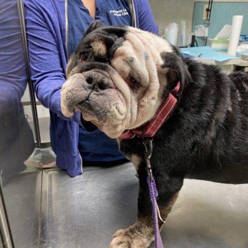 Bruno – i Heart Animal Rescue