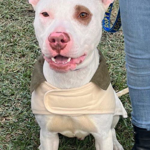 Available Dogs – iHeart Animal Rescue