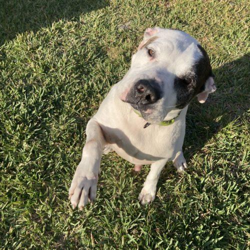 Cody – i Heart Animal Rescue