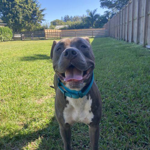 Cash – i Heart Animal Rescue