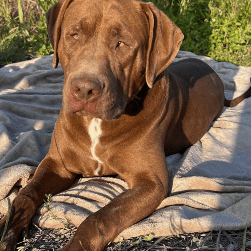 Available Dogs – iHeart Animal Rescue