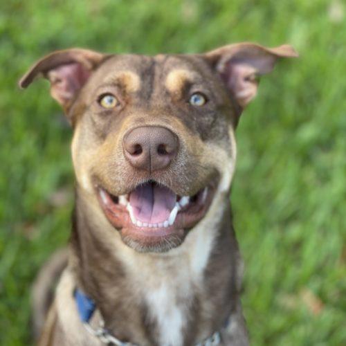 Hunter – i Heart Animal Rescue