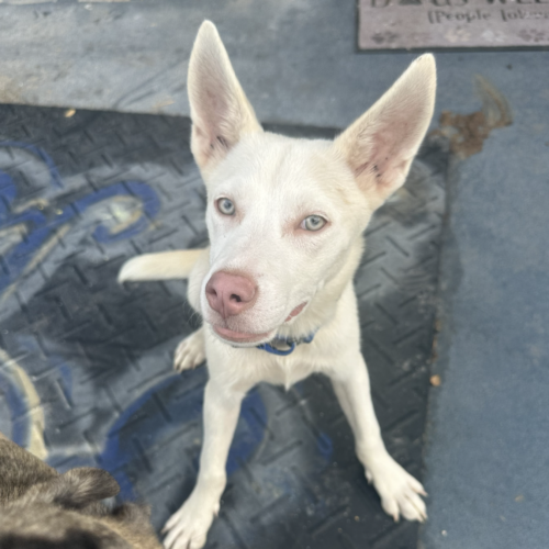 Available Dogs – i Heart Animal Rescue