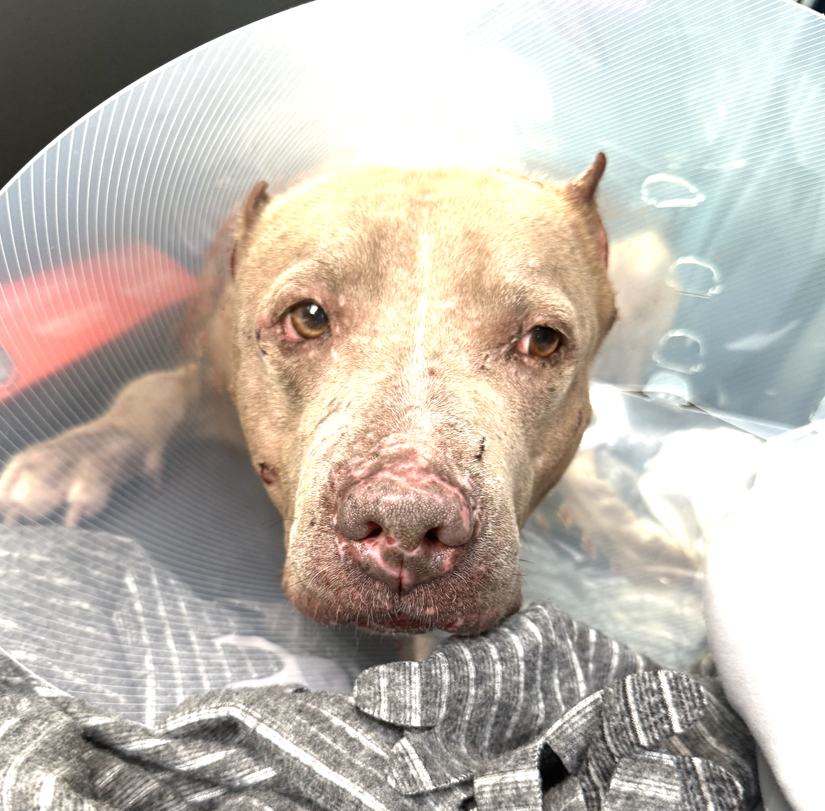 Available Dogs – i Heart Animal Rescue